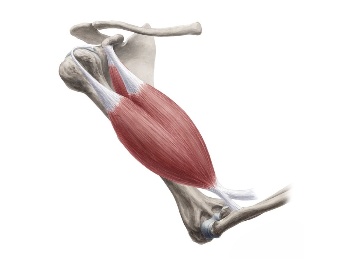 Seated Bicep Curl: Everything You Need To Know - YR Fitness